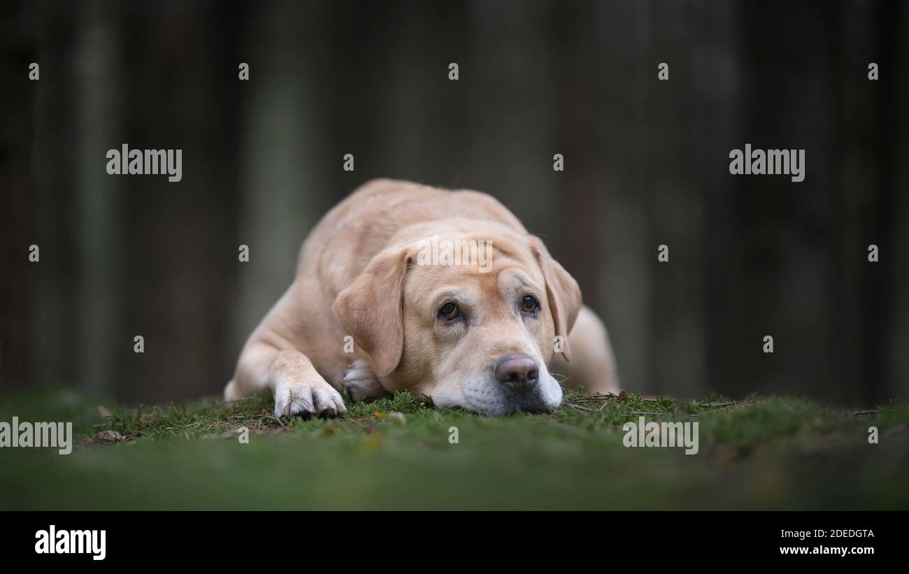 Pretty yellow labrador retriever lying down with its head on the moss ...