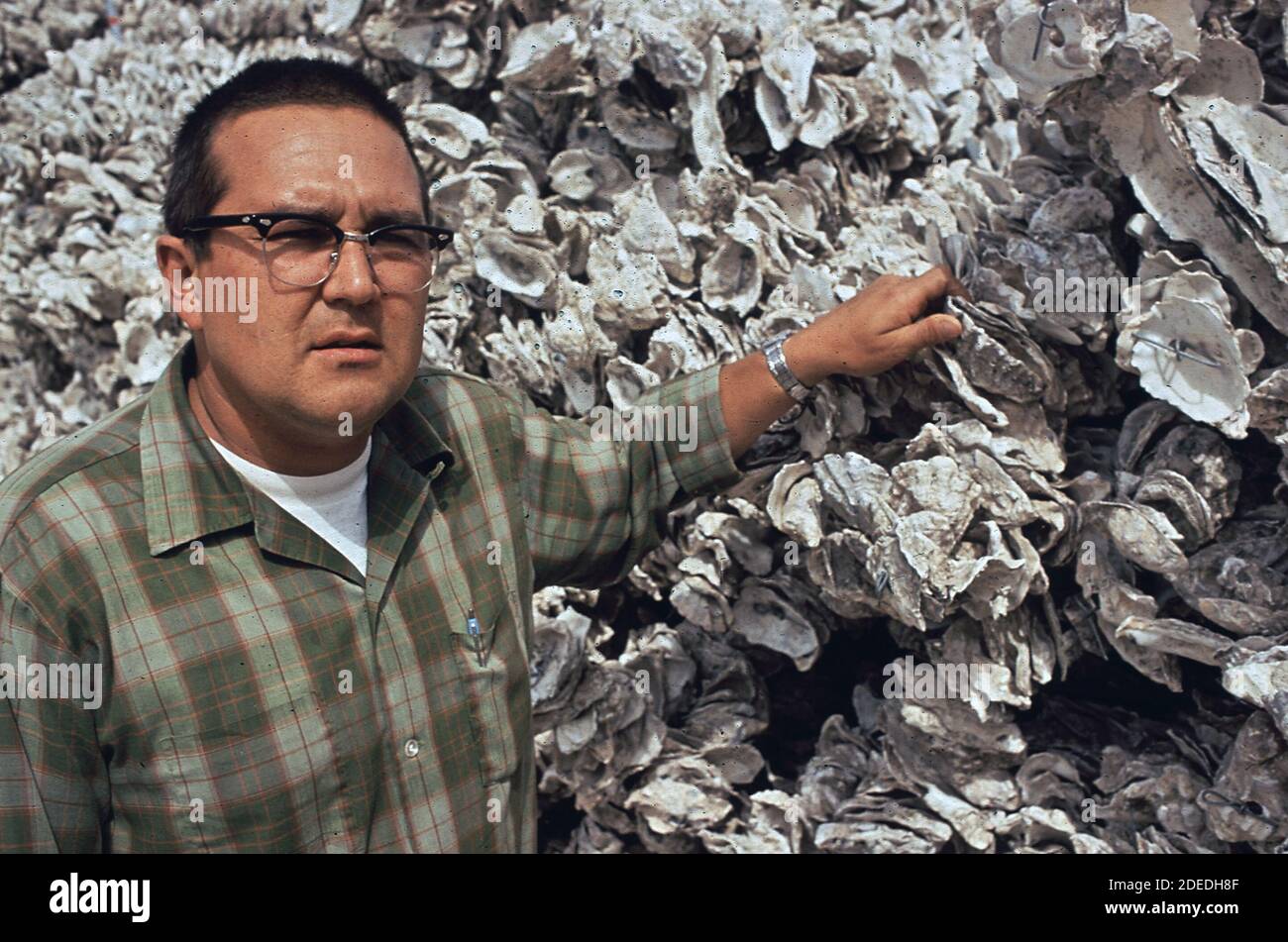 Replanting oyster shells hi-res stock photography and images - Alamy