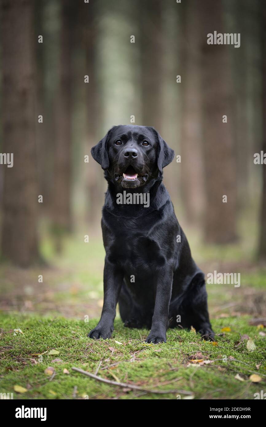 A black Labrador retriever in the sitting position with a dog toy at ...