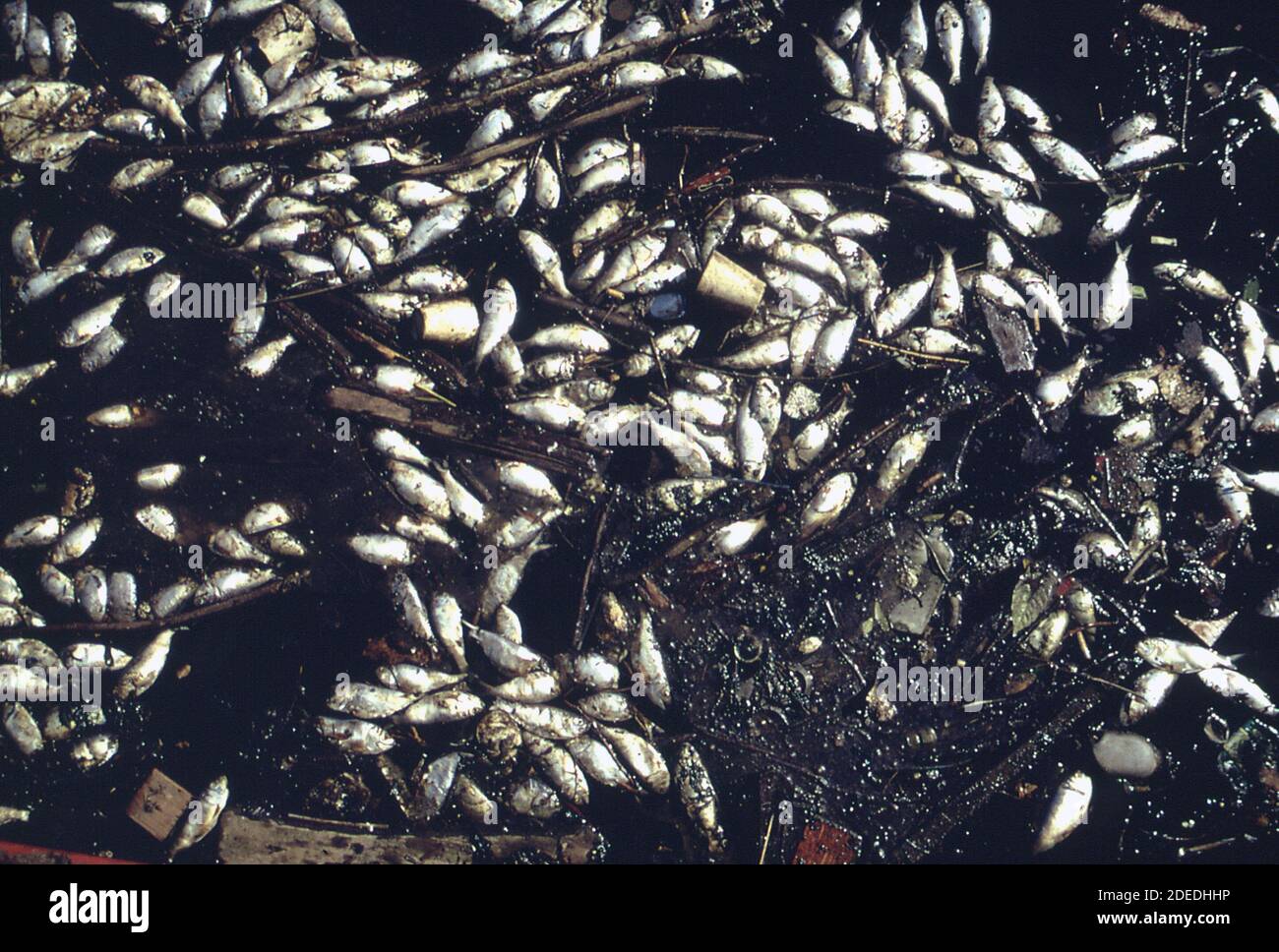 Dead fish in baltimore harbor hi-res stock photography and images - Alamy