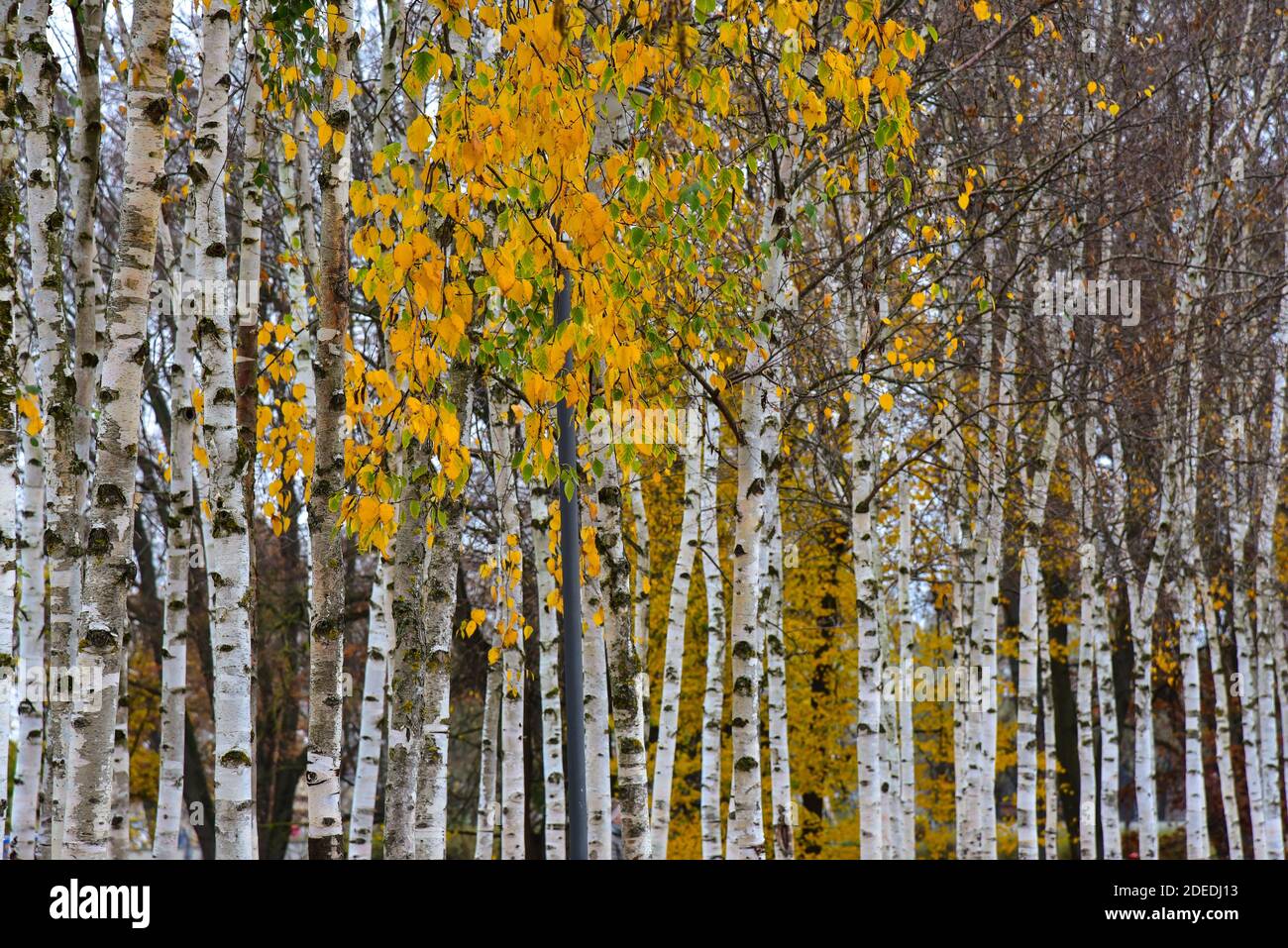Young birch trees (Betula) in autumn leaves, Bavaria, Germany, Europe ...