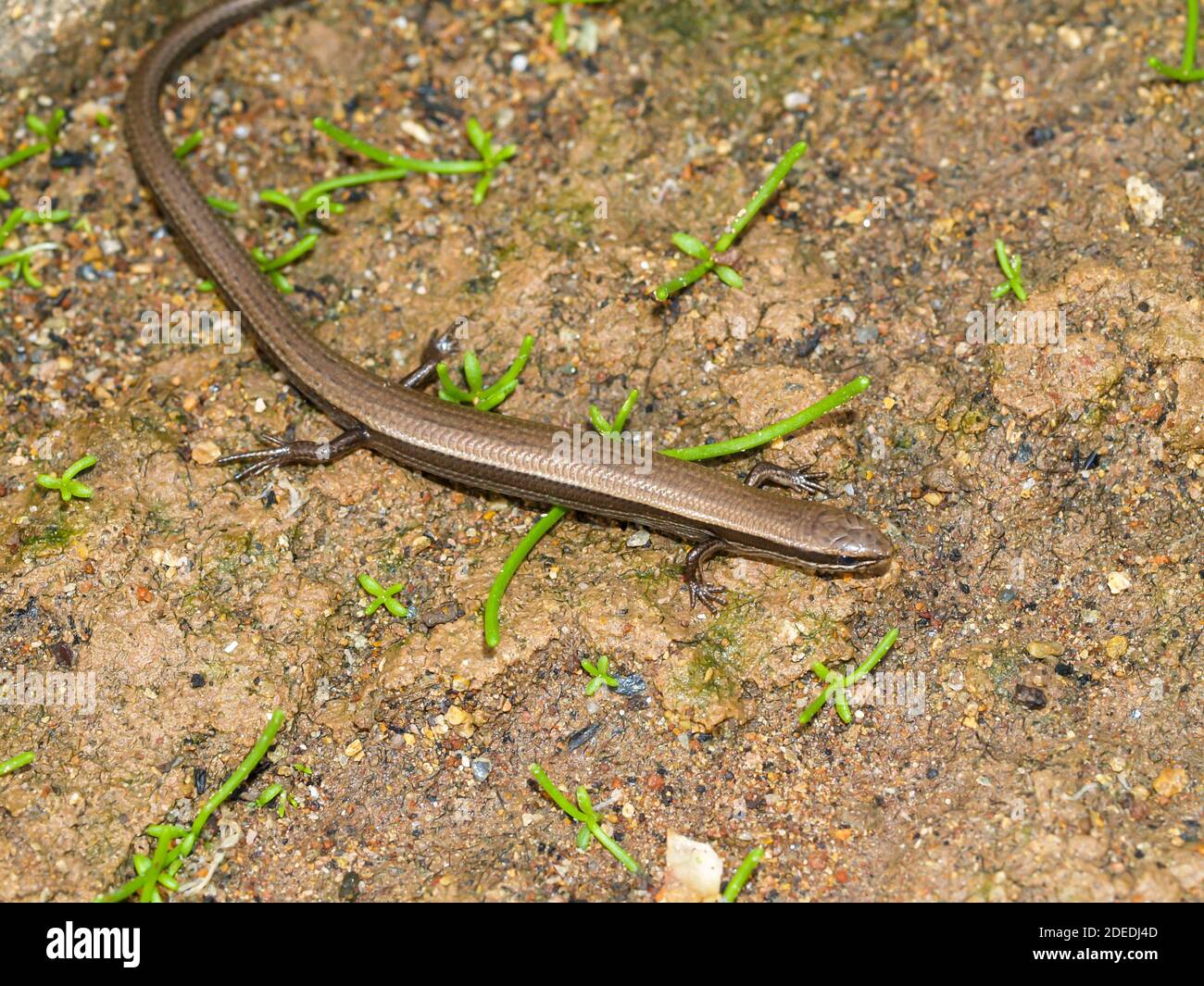 Snake eyed skink ablepharus hi-res stock photography and images - Alamy