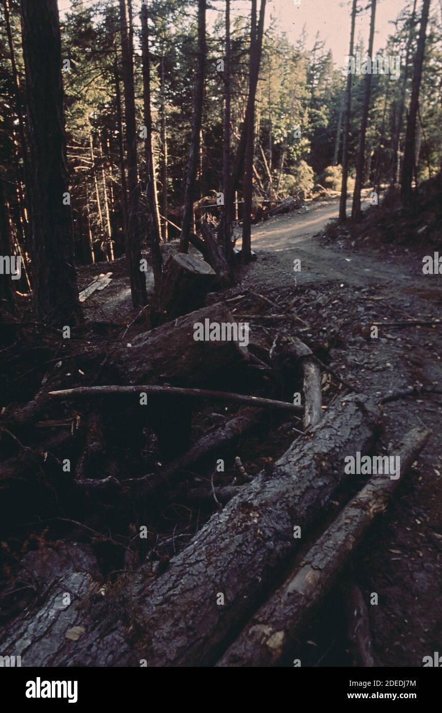 1970s Photos (1972) - Logging road on Orcas Island Stock Photo - Alamy