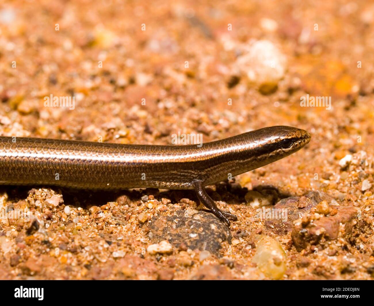 European snake eyed skink, Ablepharus kitaibelii in greece Stock Photo ...