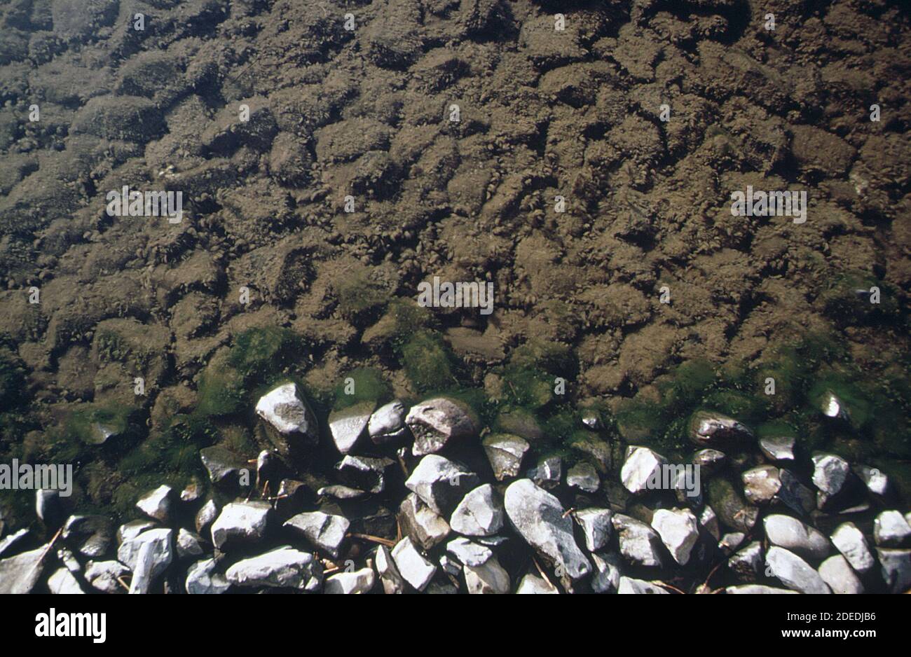 1970s Photo (1972) - Gradations Of Algae And Silt From Clear Shore Line ...