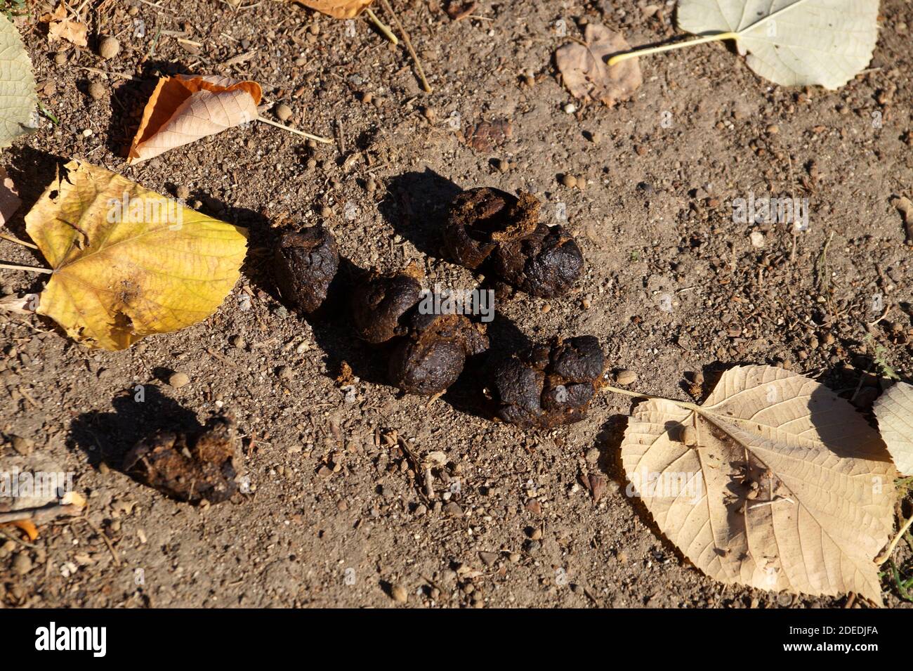 Mammal excrement hi-res stock photography and images - Alamy