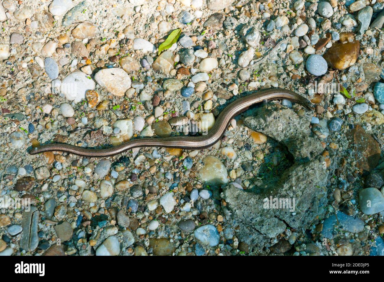 slow worm, anguis fragilis in austria Stock Photo - Alamy