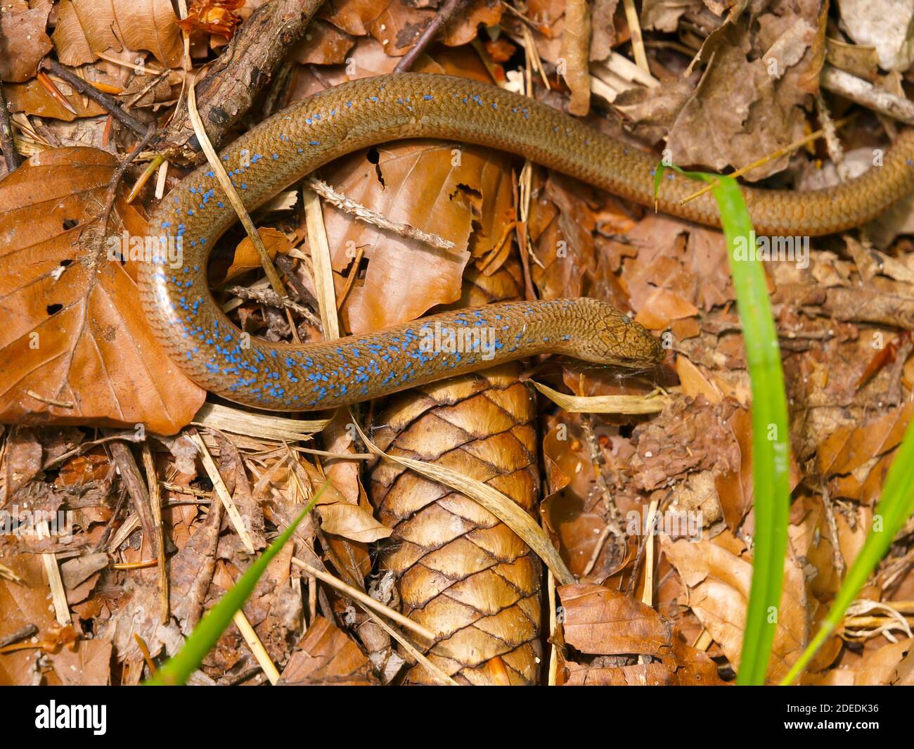 slow worm, anguis fragilis in austria Stock Photo - Alamy