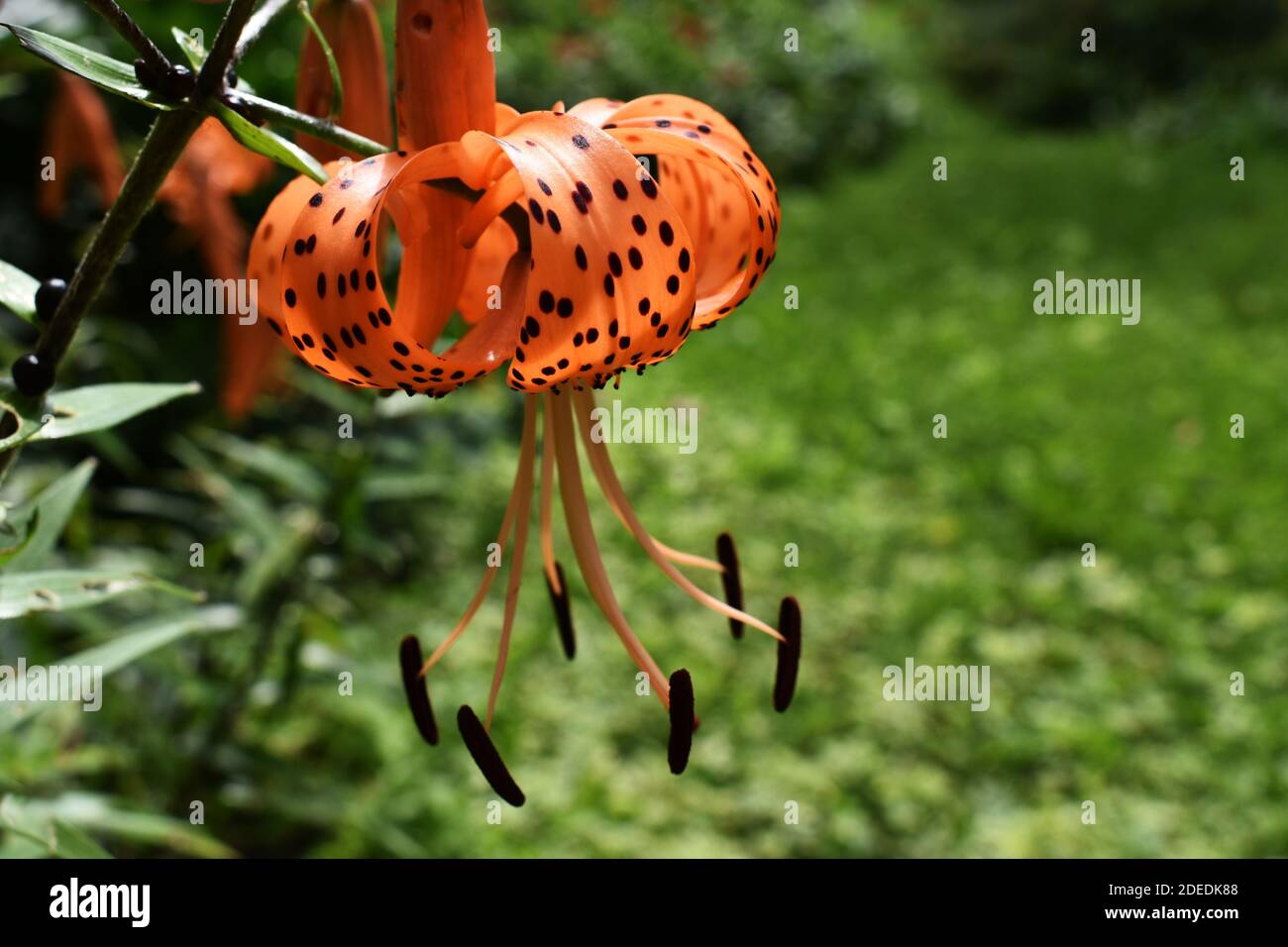 Un lis au jardin Stock Photo - Alamy