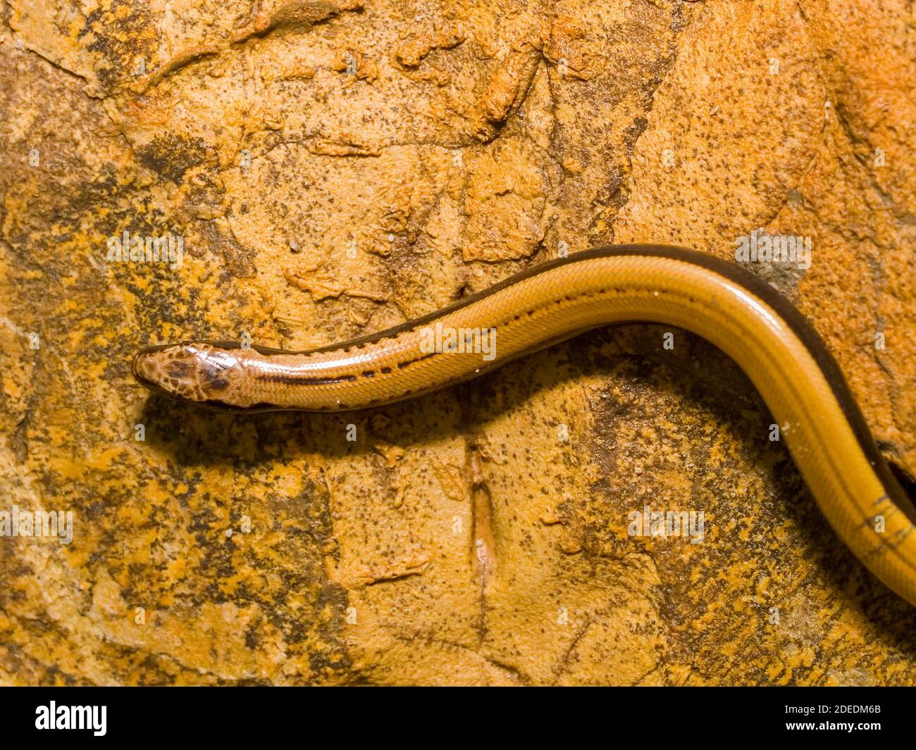 slow worm, anguis fragilis in austria Stock Photo - Alamy
