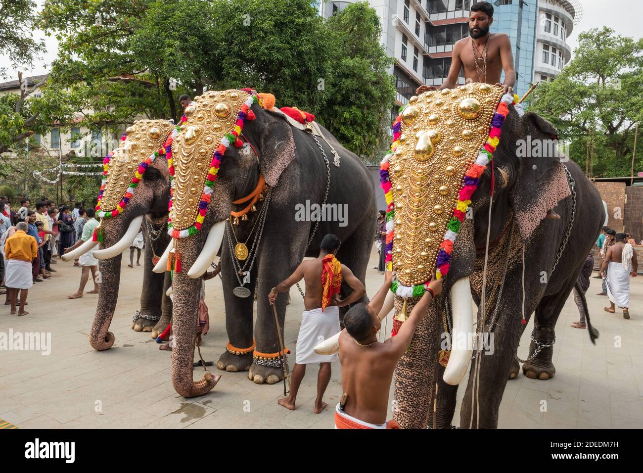 Decorated elephants hi-res stock photography and images - Alamy