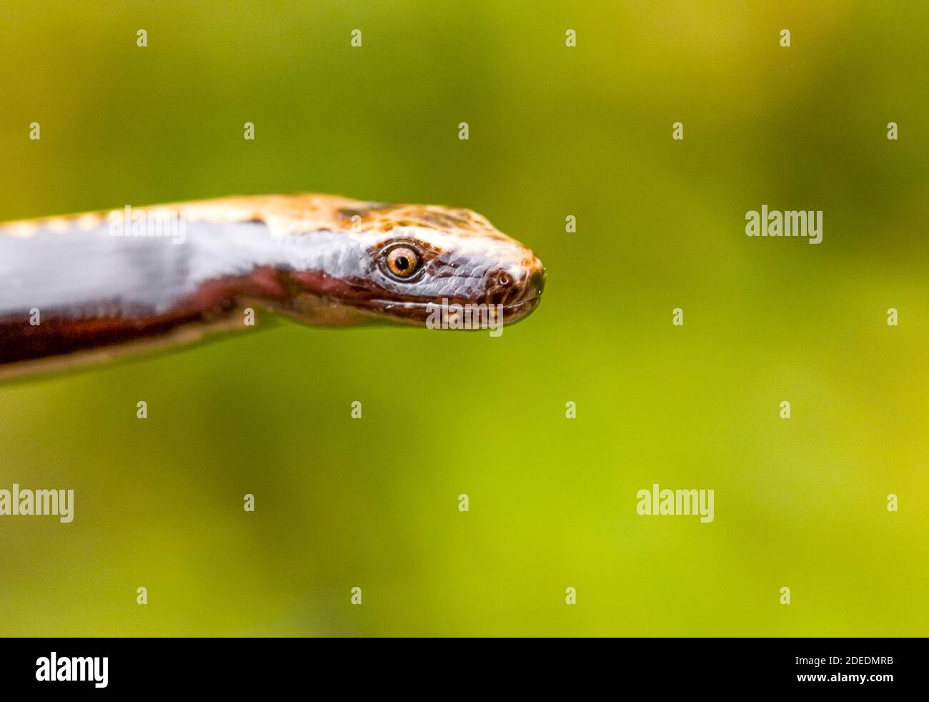slow worm, anguis fragilis in austria Stock Photo - Alamy