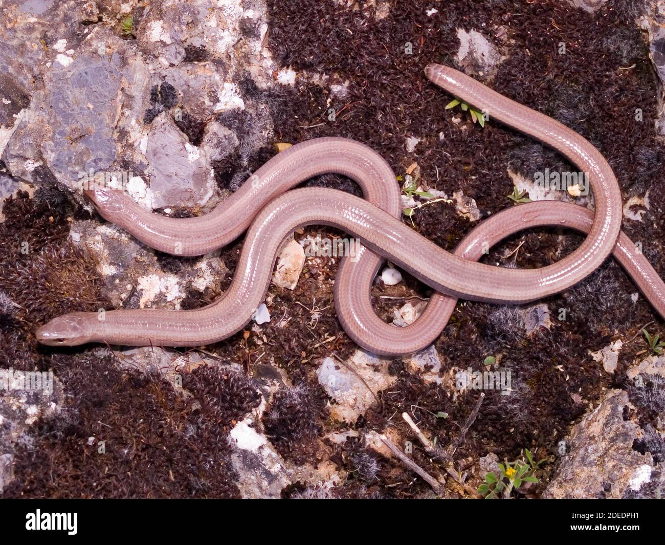 slow worm, anguis fragilis in austria Stock Photo - Alamy