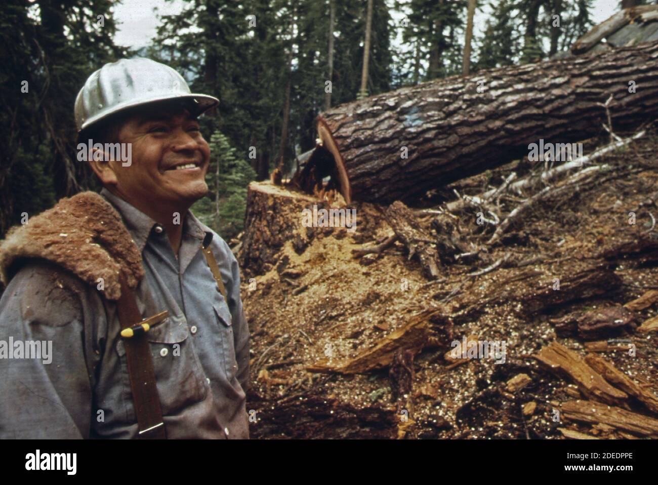 Timber faller hi-res stock photography and images - Alamy