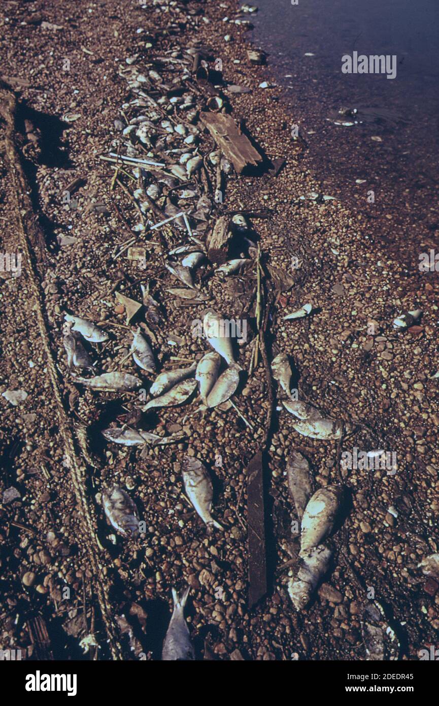 Dead fish on the shore near Port Covington ca. 1973 Stock Photo - Alamy
