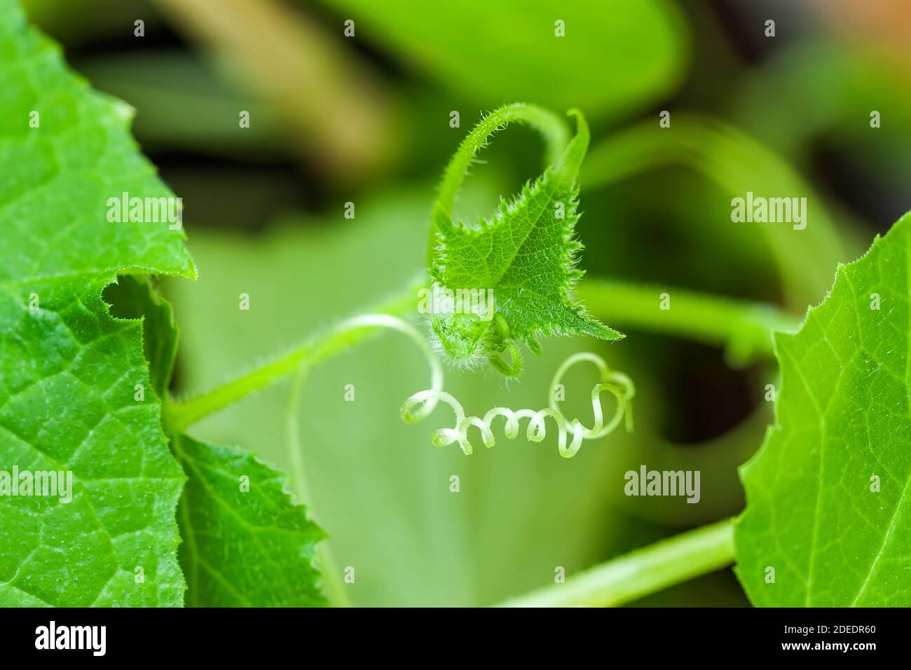 Young weaving sprouts, delicate and fragile spiral tendrils of ...