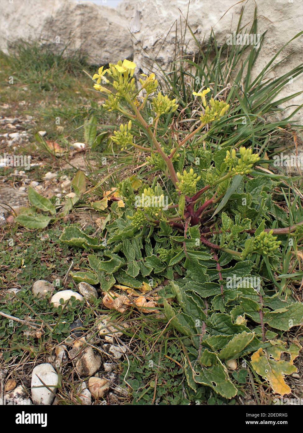 Sea radish hi-res stock photography and images - Alamy