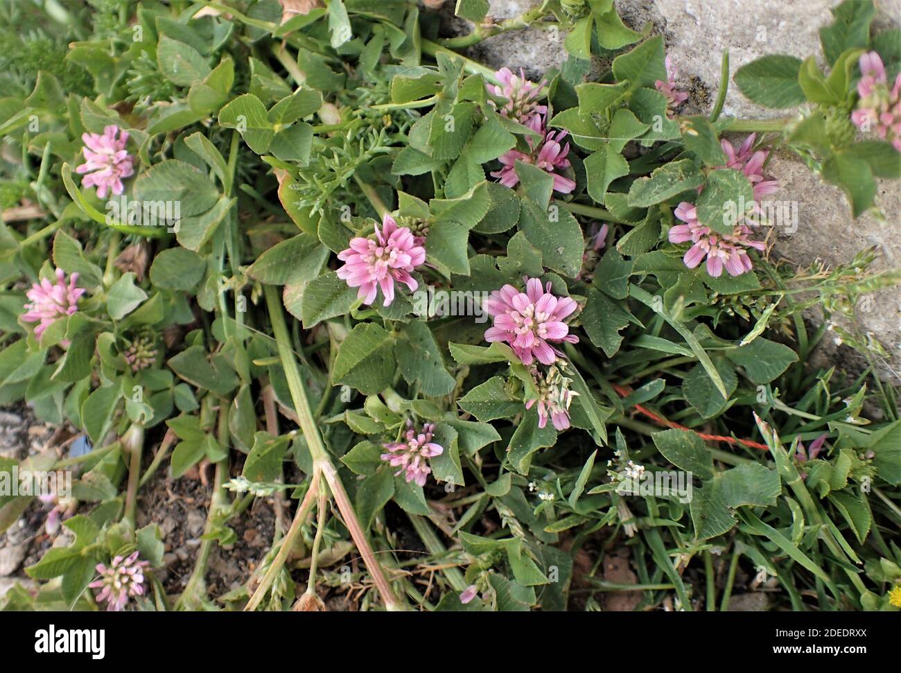 Reversed clover hi-res stock photography and images - Alamy