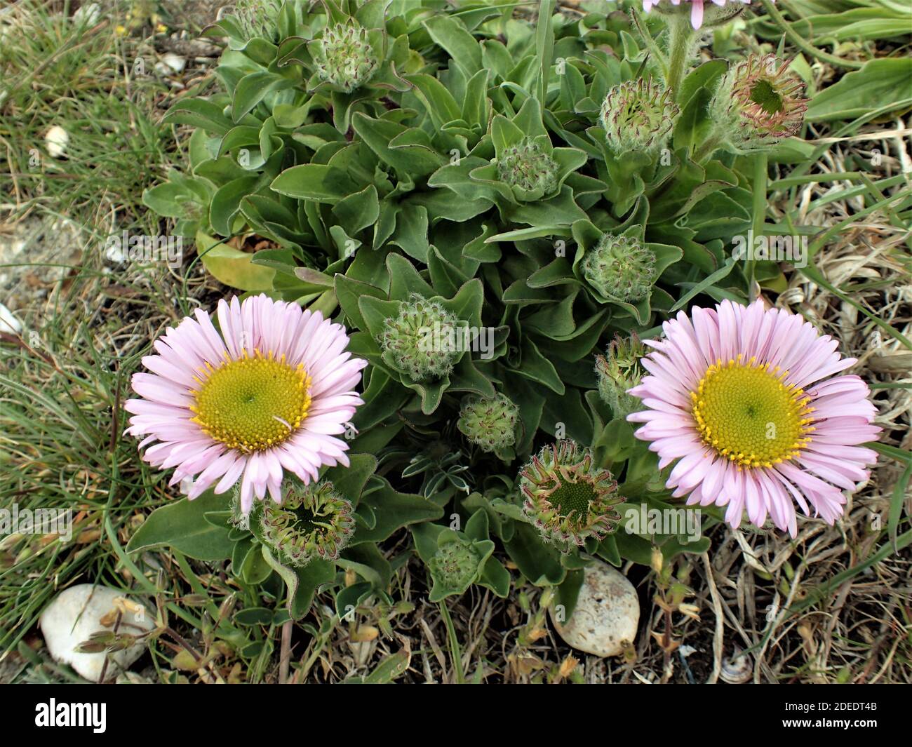 Seaside daisy hi-res stock photography and images - Alamy