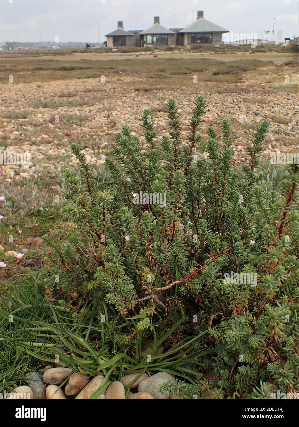 Shrubby species hi-res stock photography and images - Alamy
