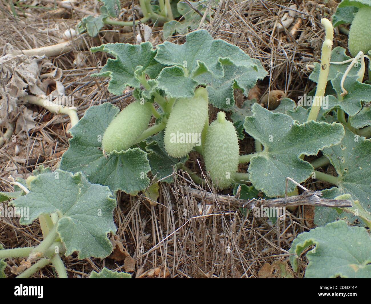 Squirting cucumber hi-res stock photography and images - Alamy