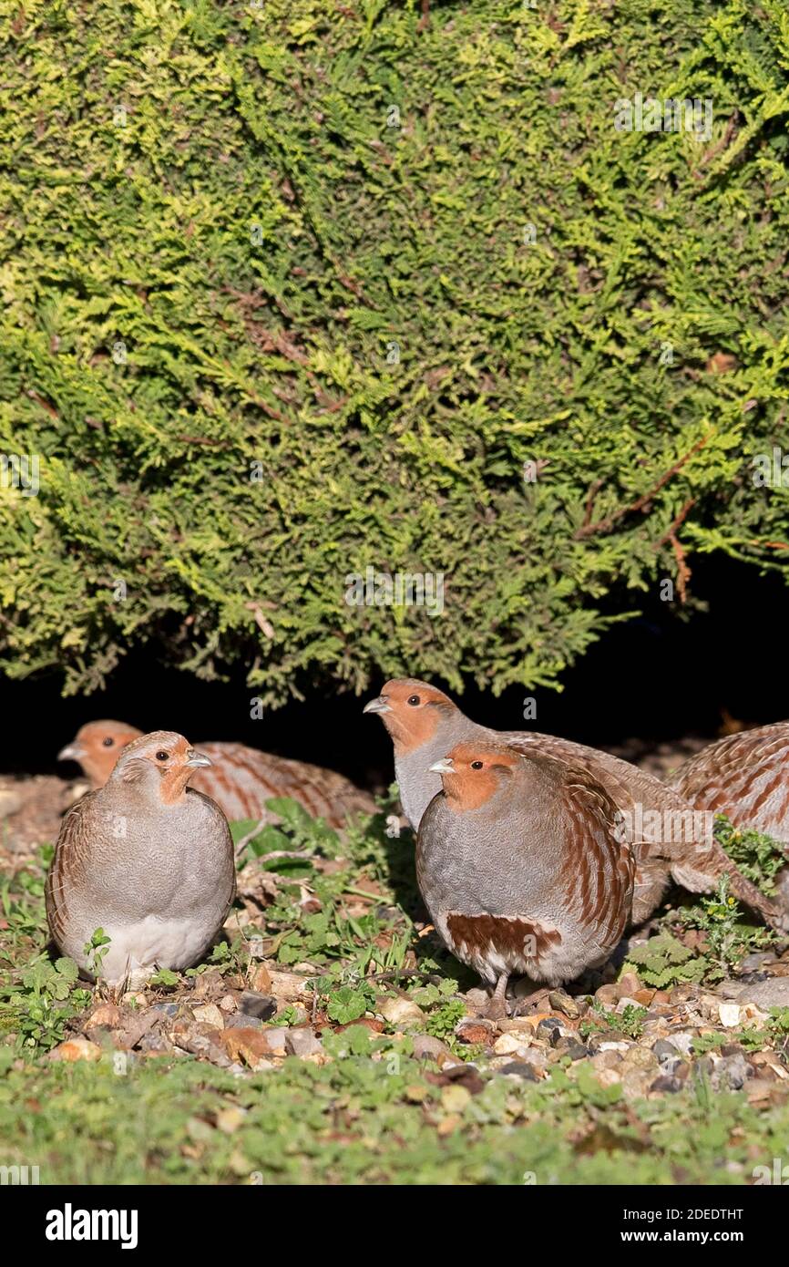 Covey birds hi-res stock photography and images - Alamy