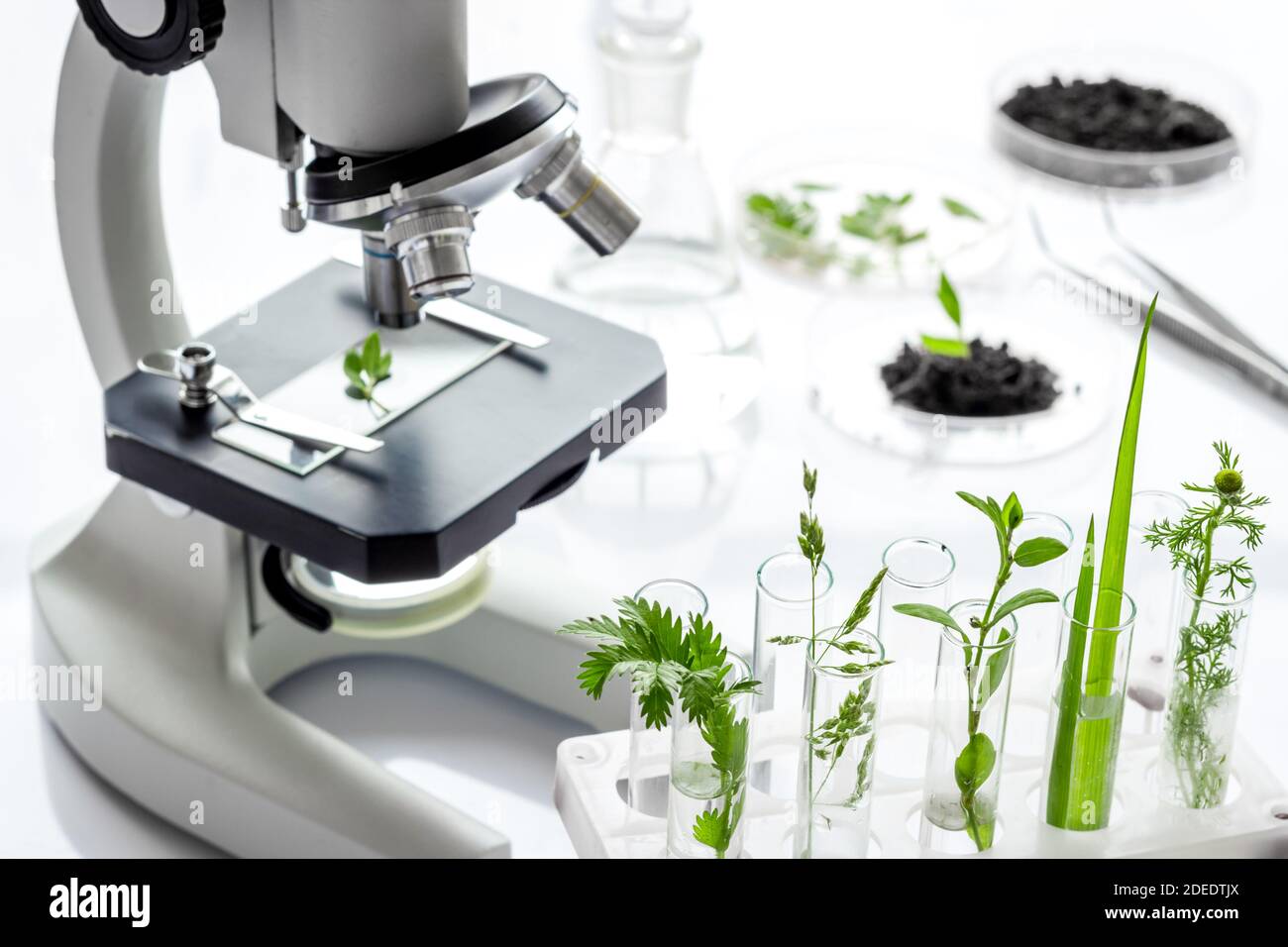 Testing plants and soil in biological laboratory Stock Photo - Alamy