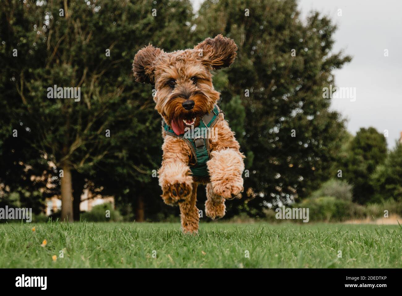 Wild dog jump hi-res stock photography and images - Alamy