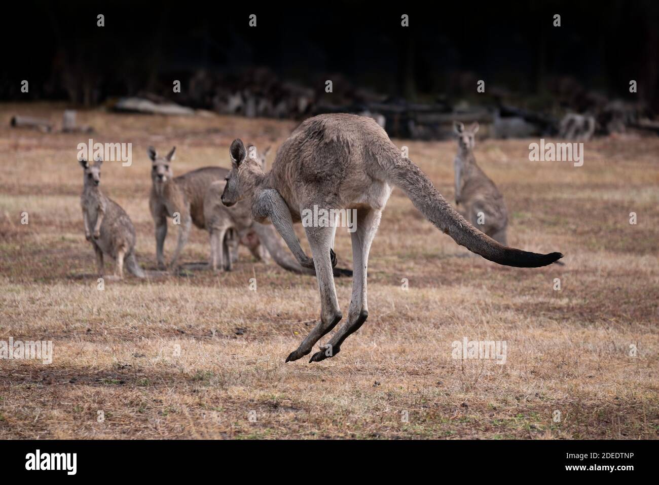 Kangaroo australia natural habitat hi-res stock photography and images ...
