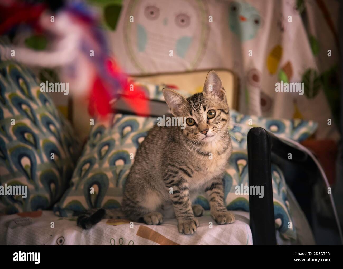 Adorable tabby cat hi-res stock photography and images - Alamy