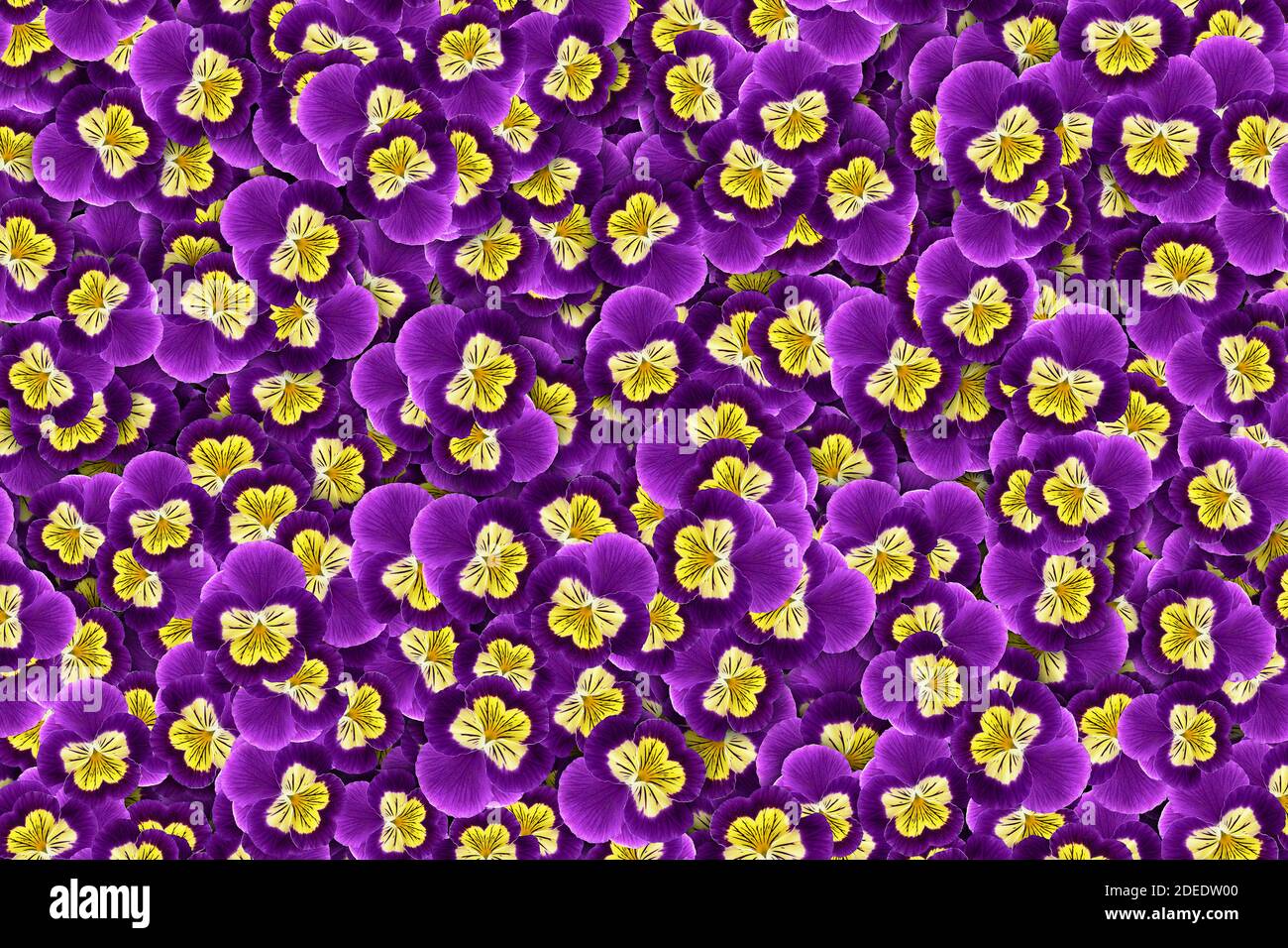 Purple mass hi-res stock photography and images - Alamy