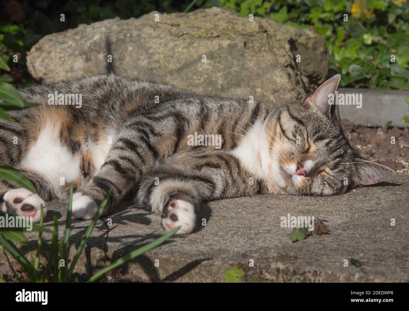 Pretty tabby kitten asleep in garden in sunshine dreaming Stock Photo ...