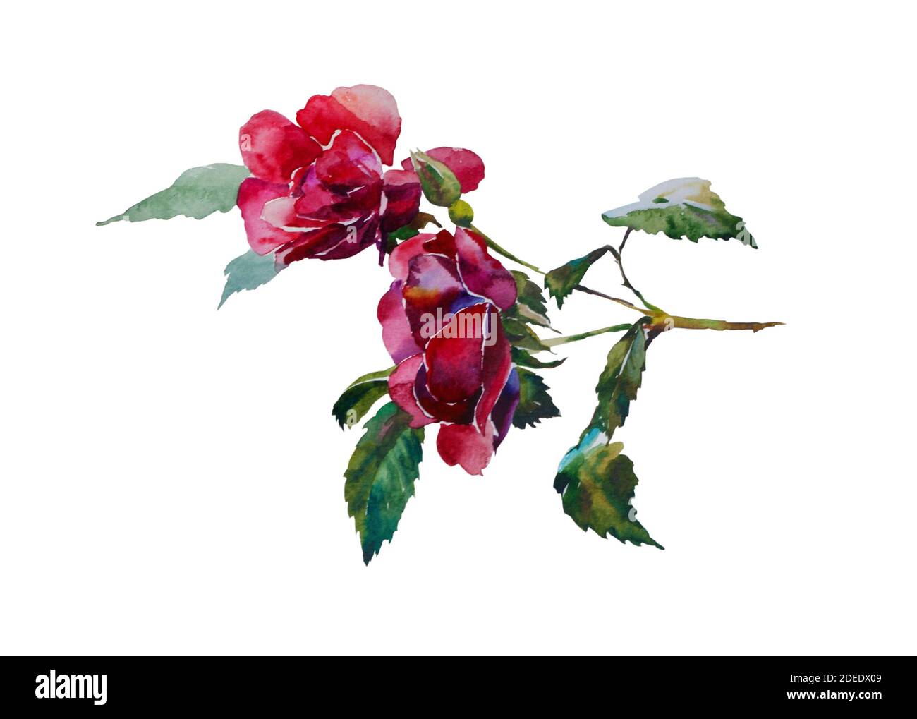 Dark red rose head with leaves branch original watercolor illustration ...