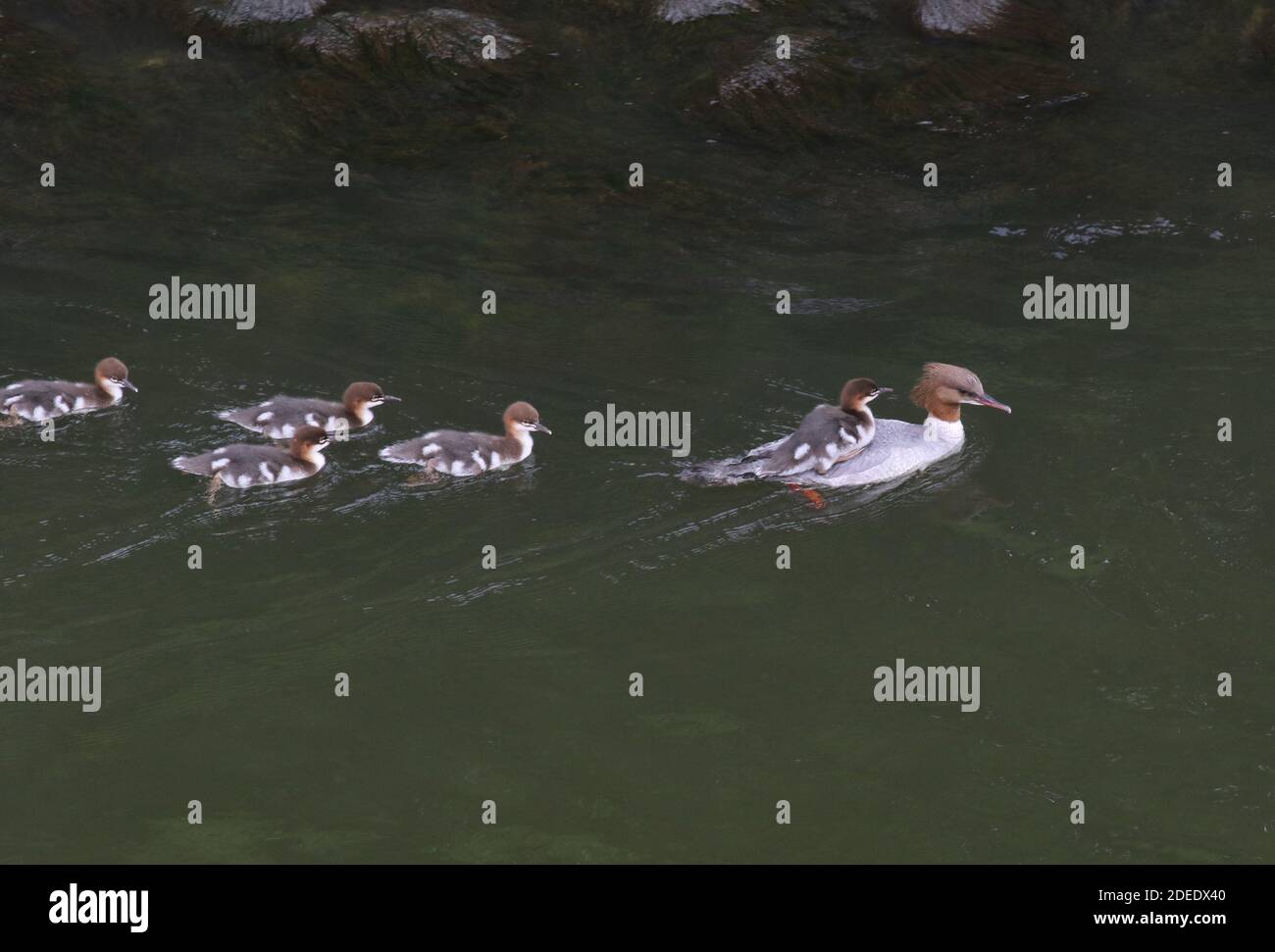 Goosander family hi-res stock photography and images - Alamy