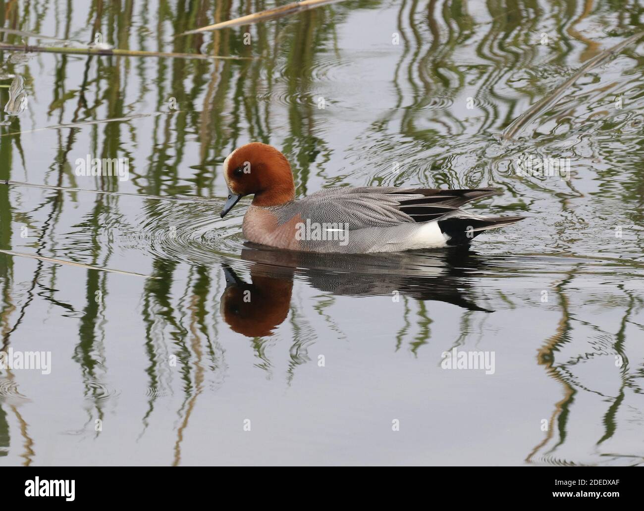 Adult male wigeon hi-res stock photography and images - Alamy