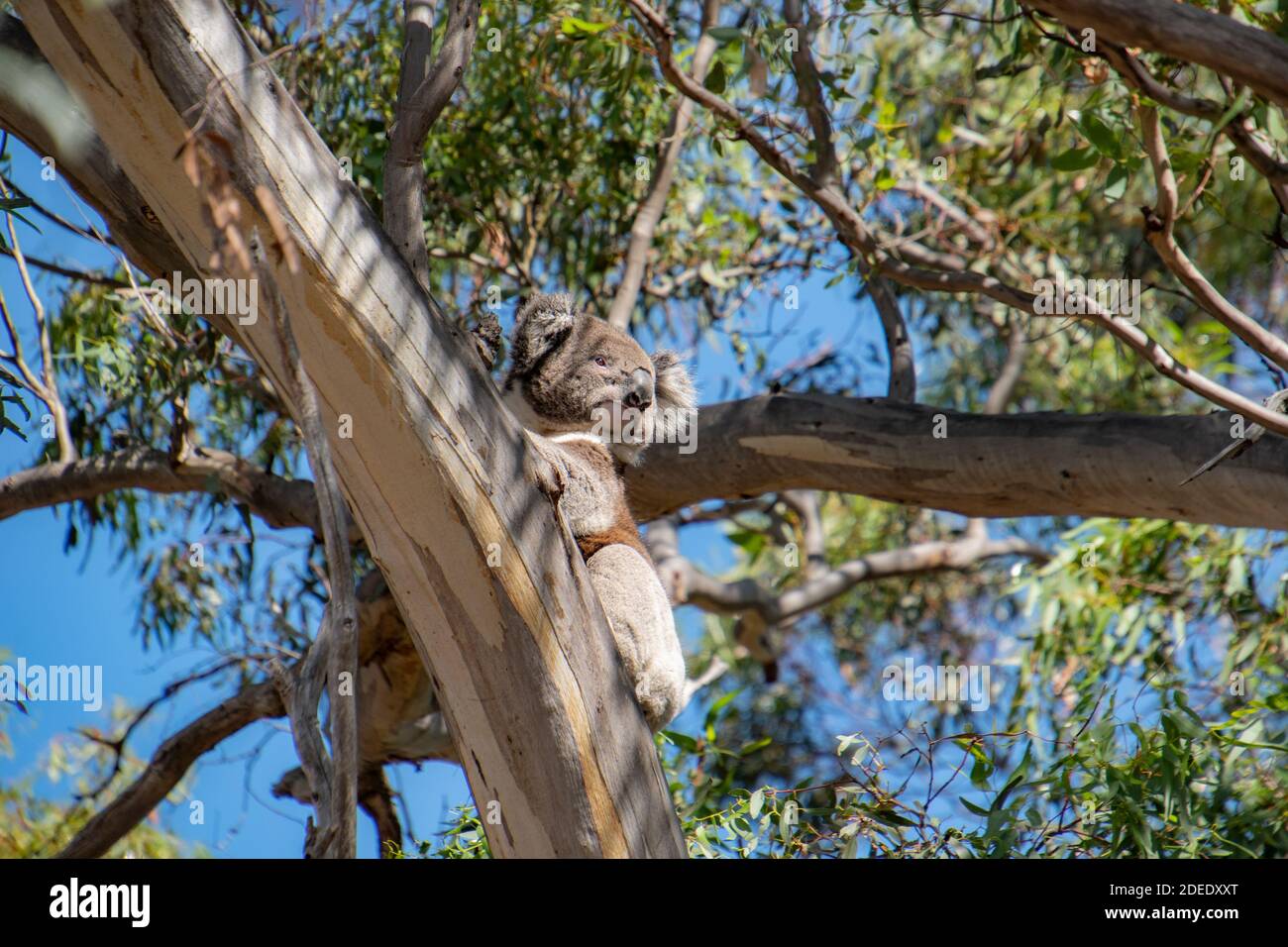 Male Koala looking over shoulder Stock Photo - Alamy