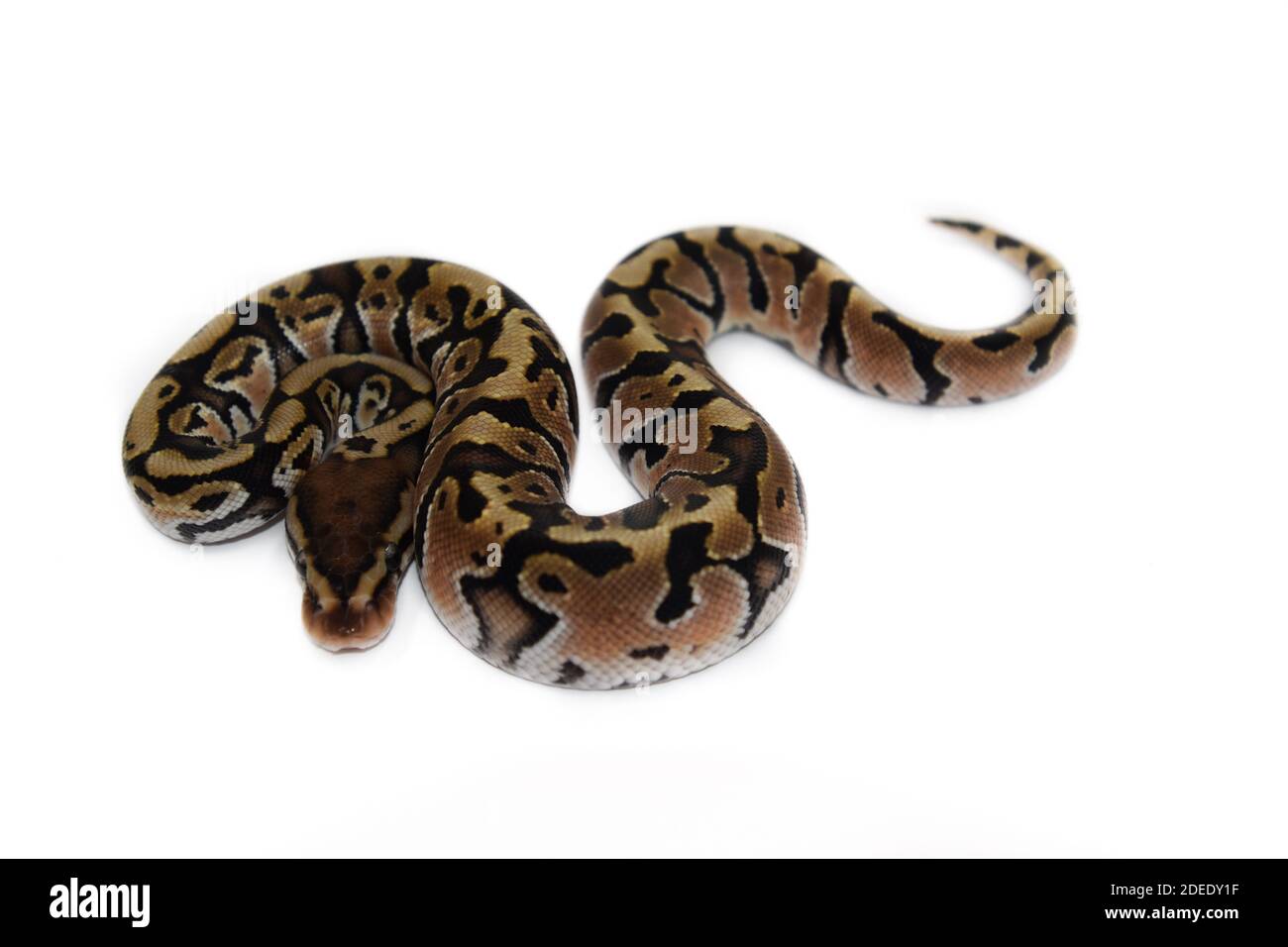 Hatchling ball python Stock Photo - Alamy