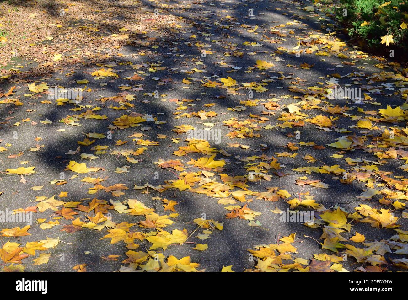 Pavement Sidewalk Autumn High Resolution Stock Photography and Images ...