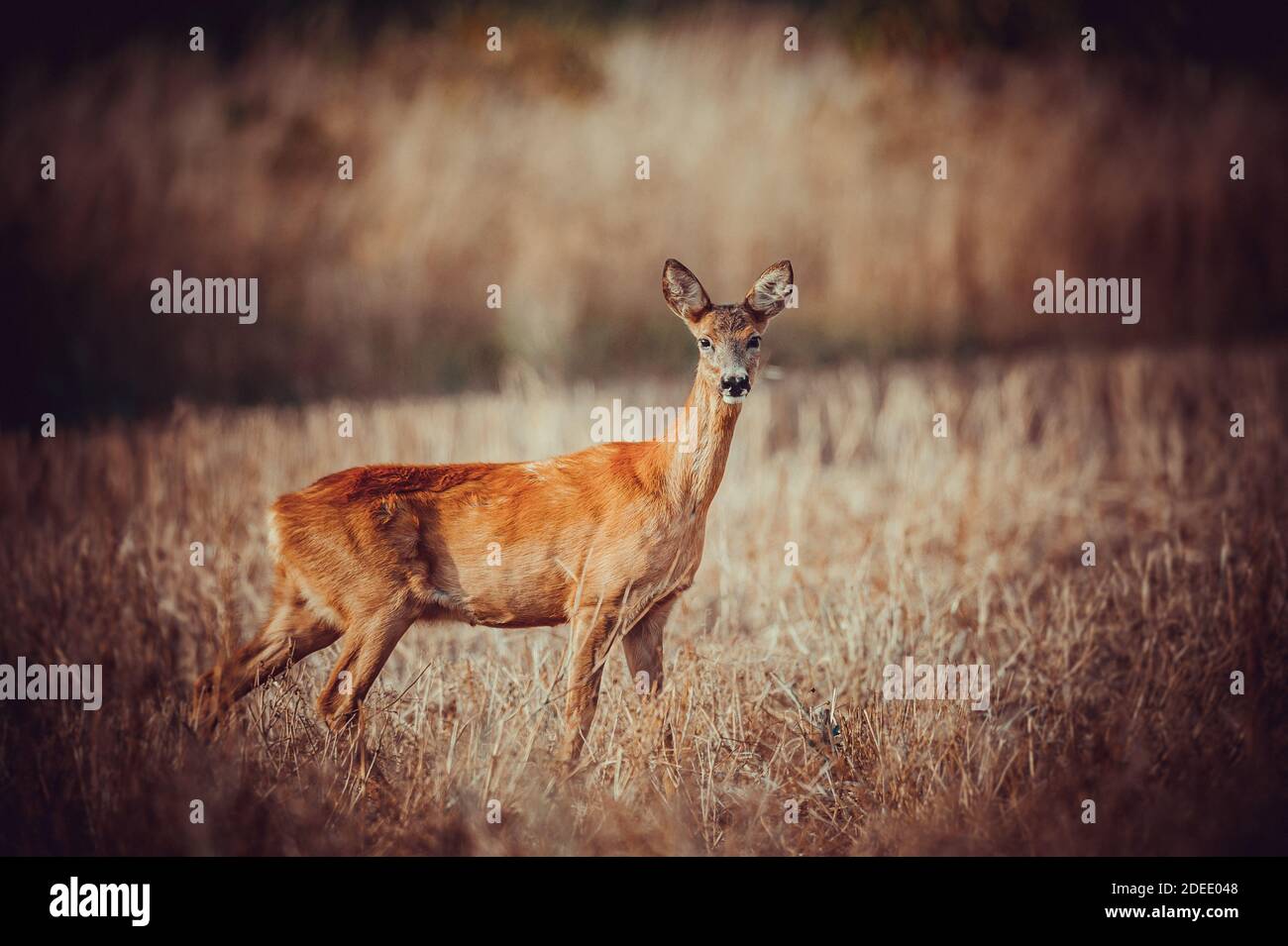 Nice deer in the wild life. before hunting began Stock Photo - Alamy