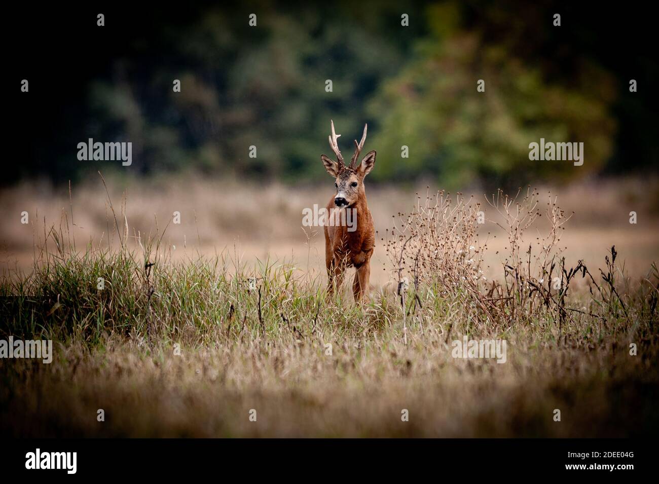 Nice deer in the wild life. before hunting began Stock Photo - Alamy