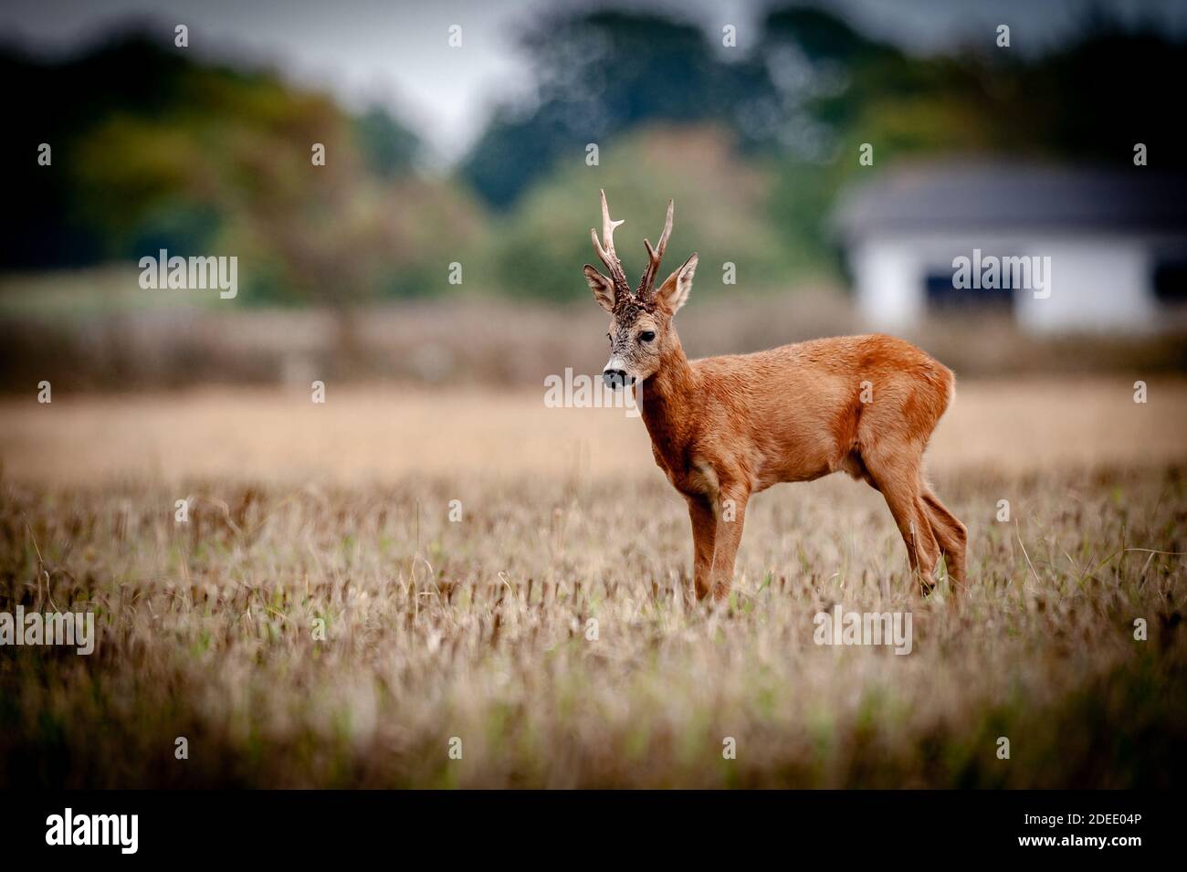 Nice deer in the wild life. before hunting began Stock Photo - Alamy