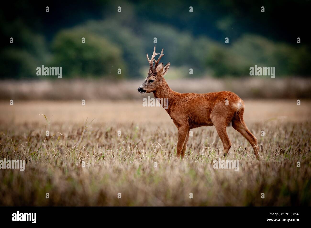 Nice deer in the wild life. before hunting began Stock Photo - Alamy