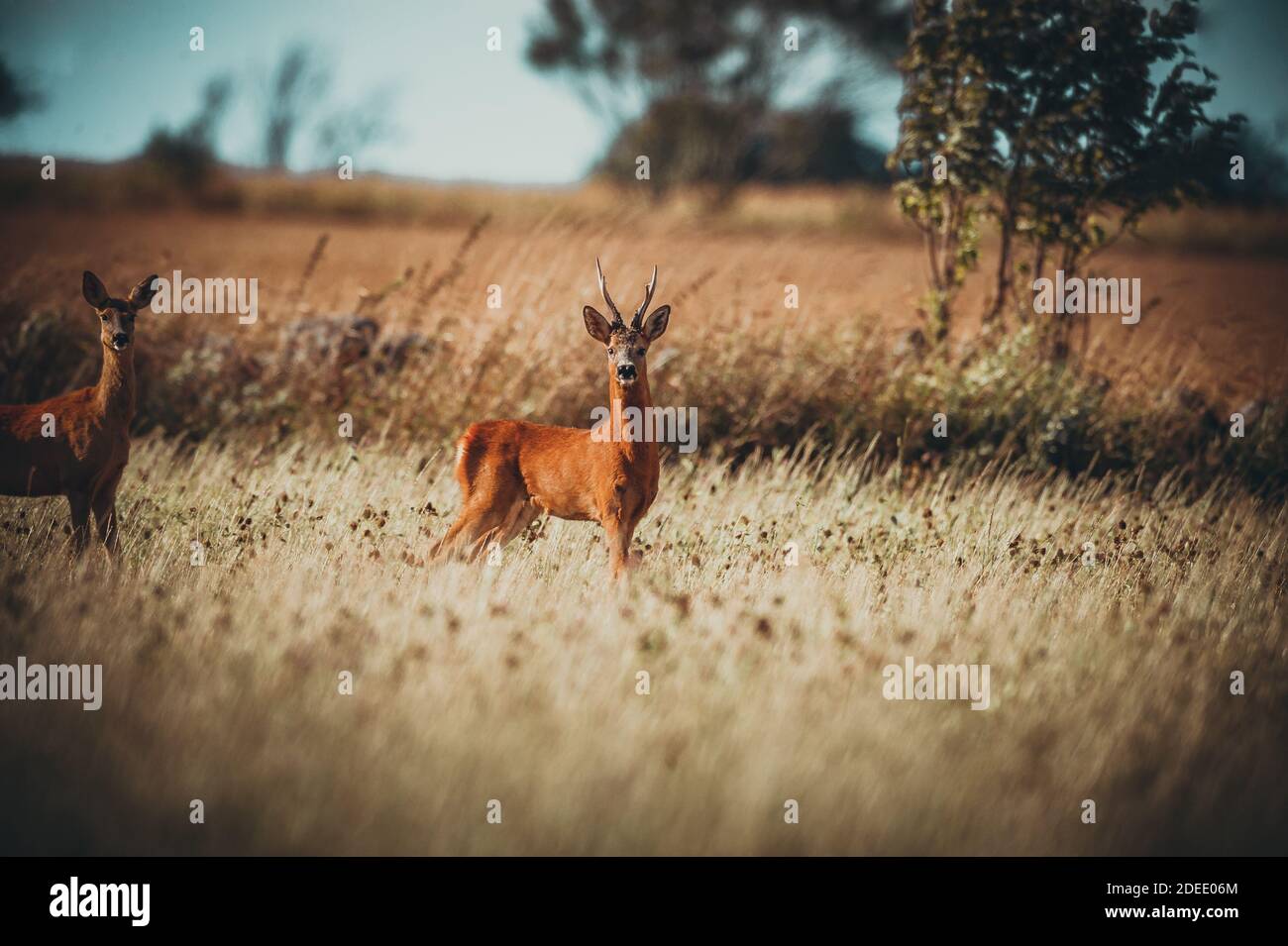 Nice deer in the wild life. before hunting began Stock Photo - Alamy