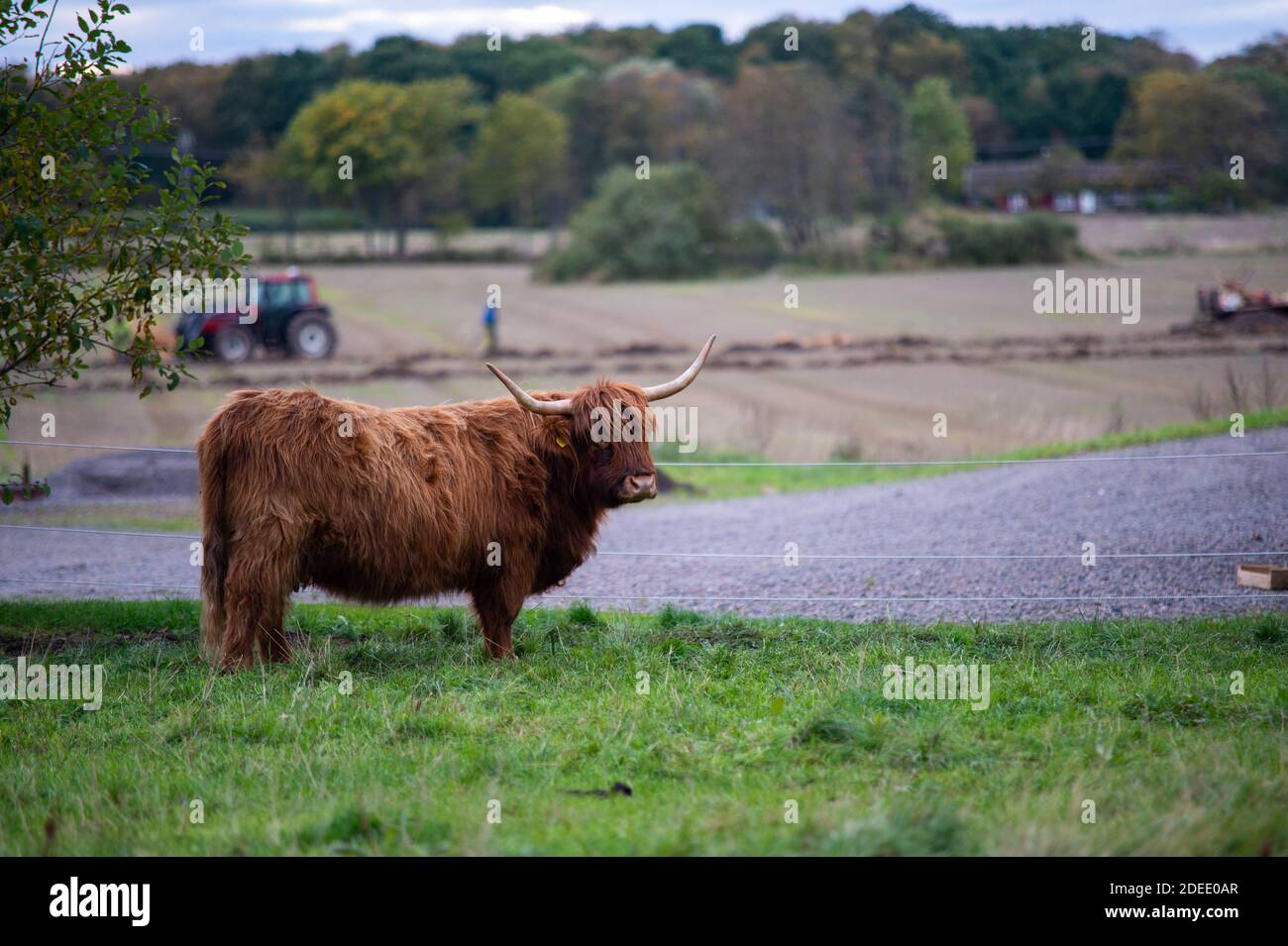highlander cow on a field. cute and big with big horns and long hair ...