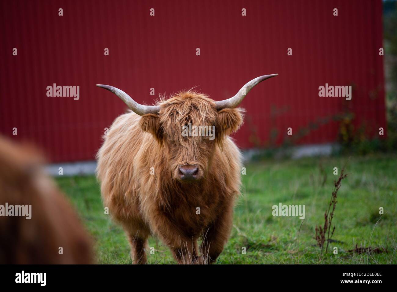 highlander cow on a field. cute and big with big horns and long hair ...