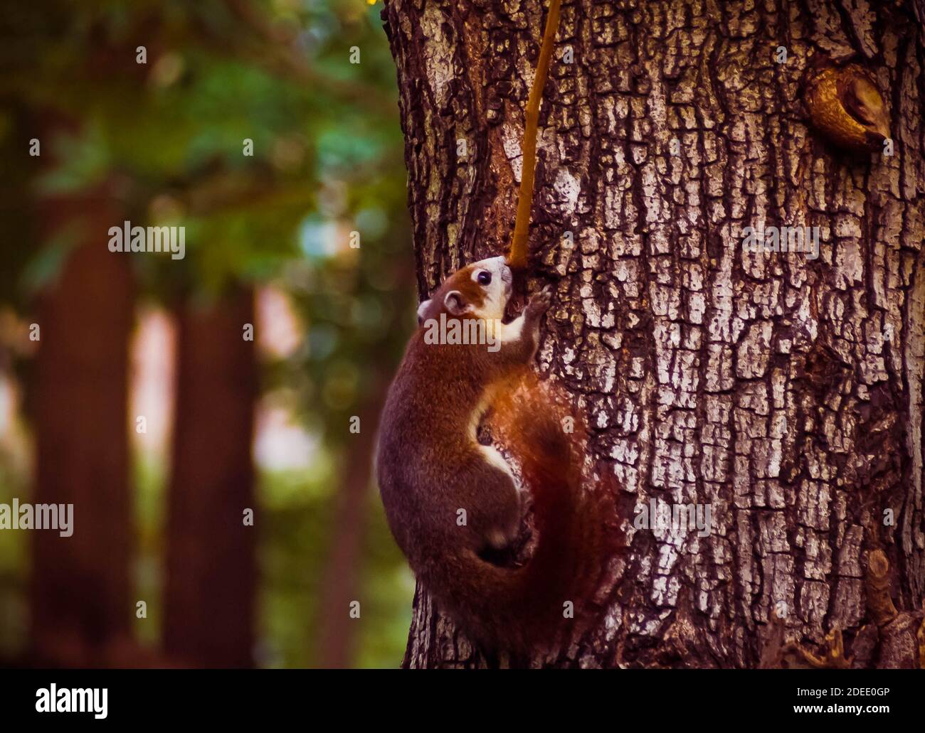 Squirrel cute adorable small animal going down by a tree in park ...