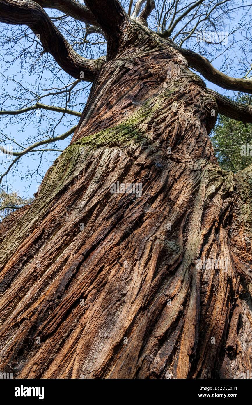 Sweet chestnut tree bark hi-res stock photography and images - Alamy