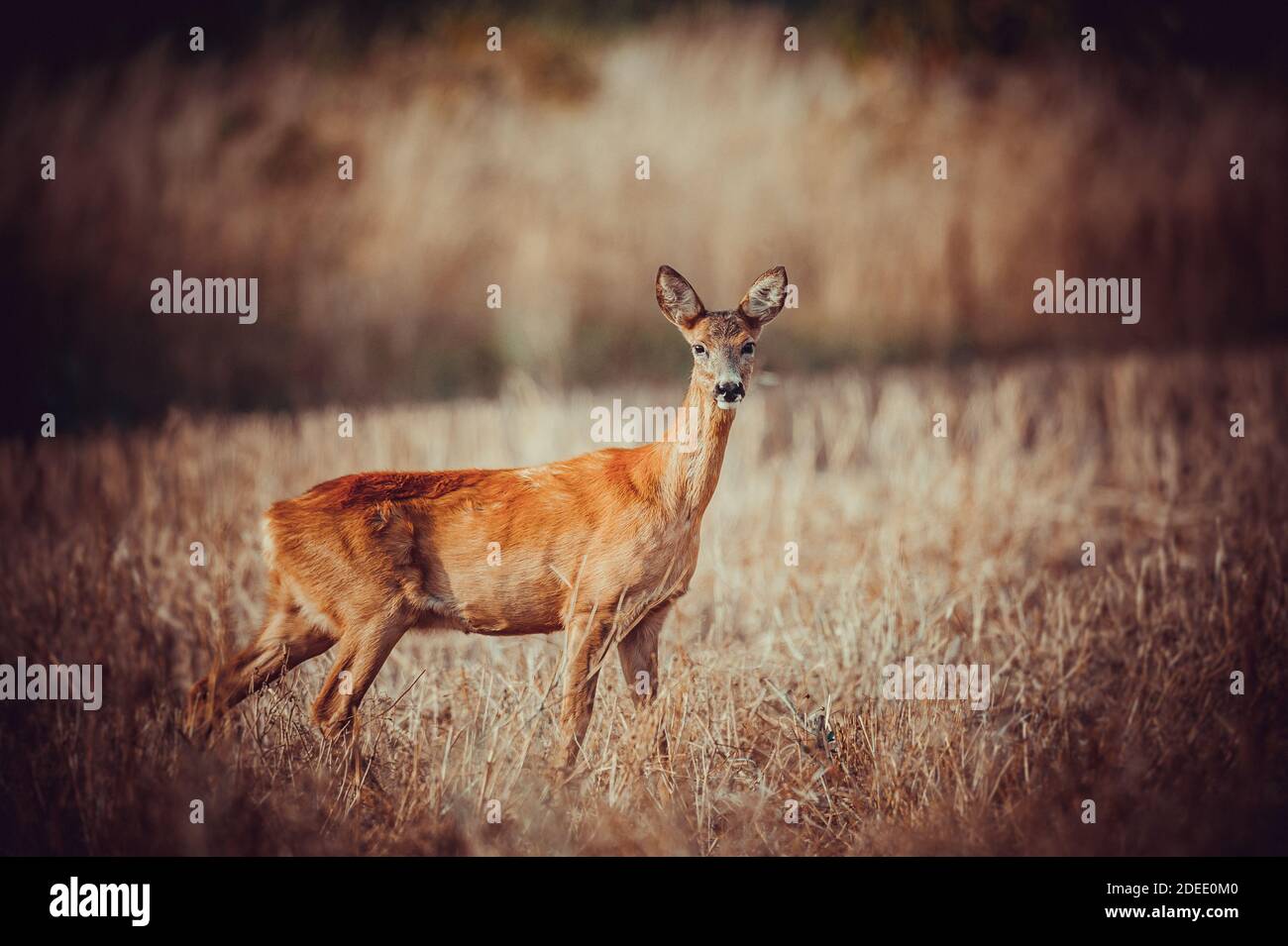 Nice deer in the wild life. before hunting began Stock Photo - Alamy