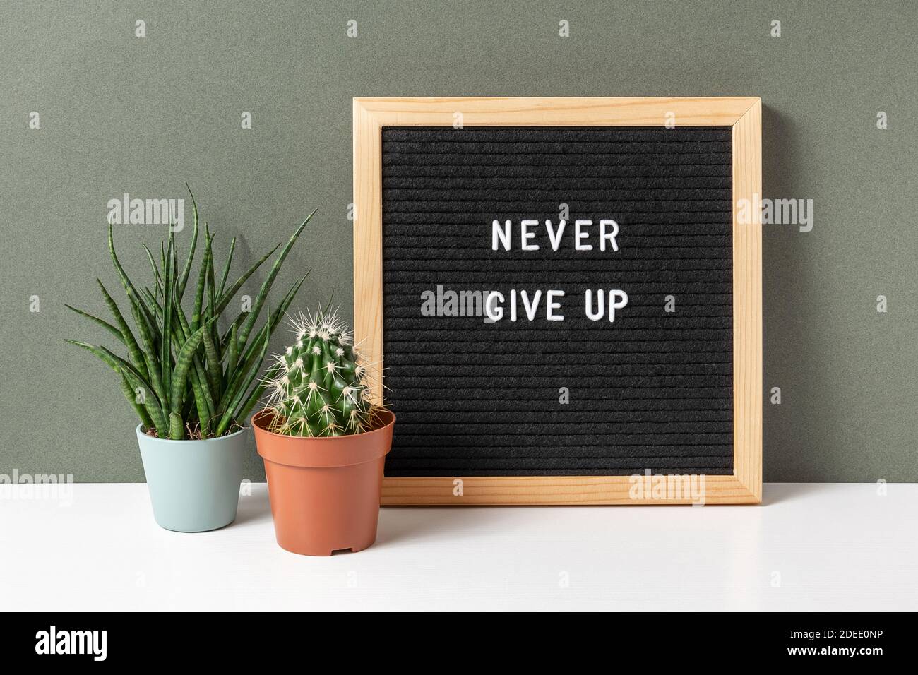 Never give up. Motivational quote on letter board, cactus, succulent ...