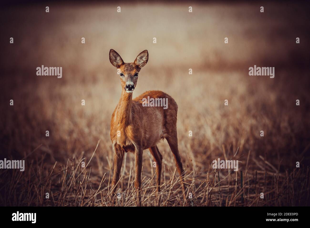 Nice deer in the wild life. before hunting began Stock Photo - Alamy